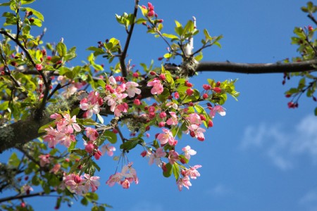Ballakume Elbasani për Ditën e Verës - Arti Gatimit