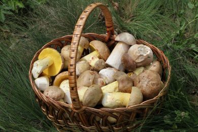 Si të përfshini kërpudhat në dietën tuaj? - Arti Gatimit